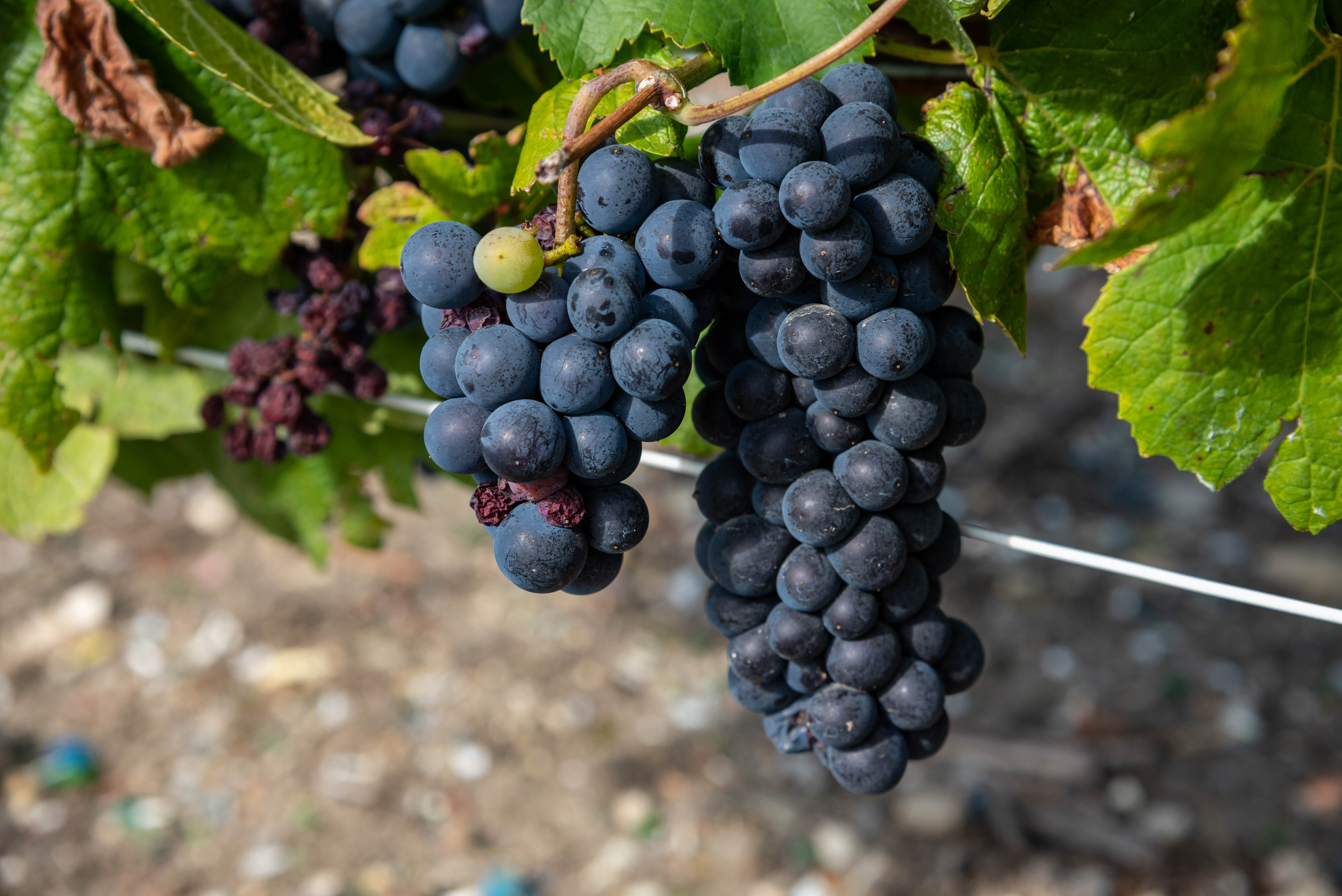 Harvest in the Champagne Region of France | Drink In Life